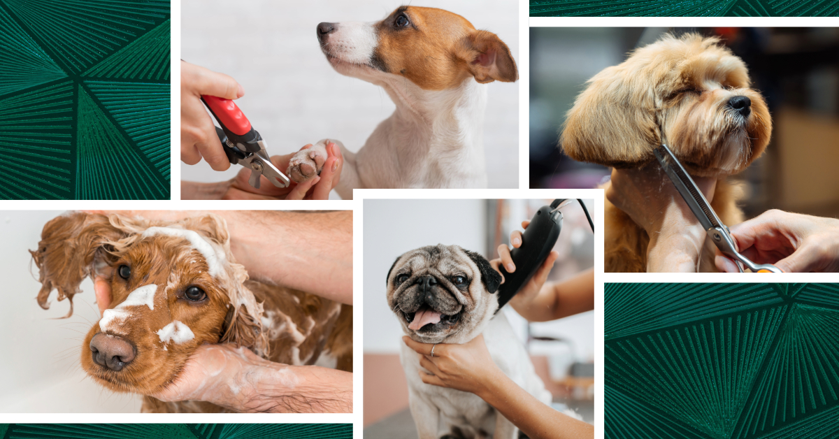 8 Essential Dog Grooming Marketing Strategies